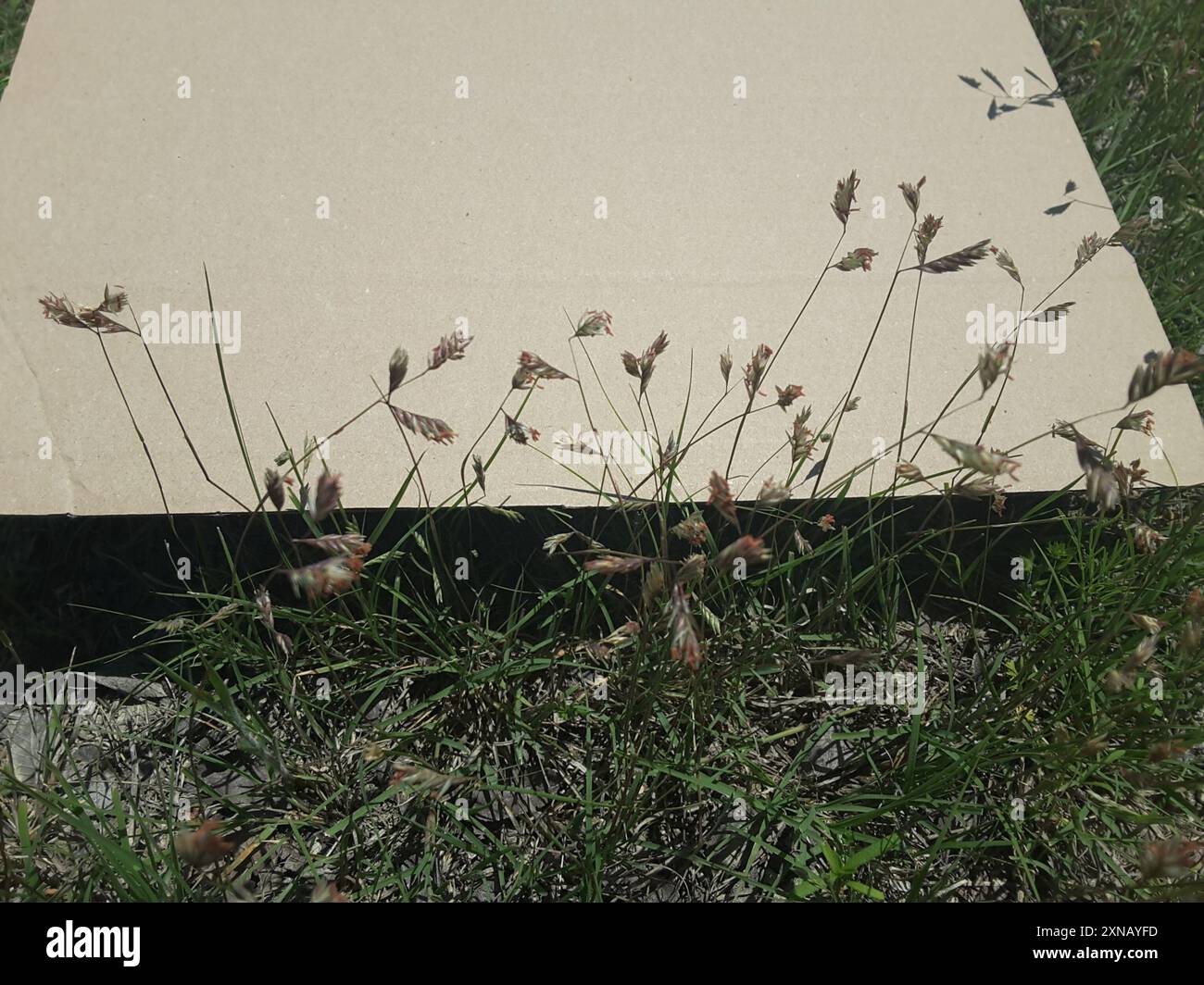 buffalograss (Bouteloua dactyloides) Plantae Stock Photo - Alamy