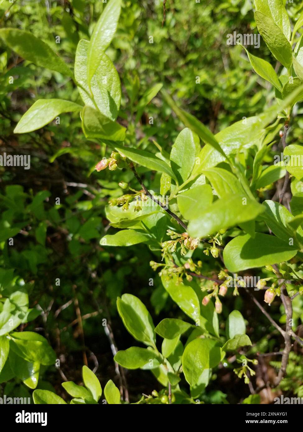 black huckleberry (Gaylussacia baccata) Plantae Stock Photo - Alamy