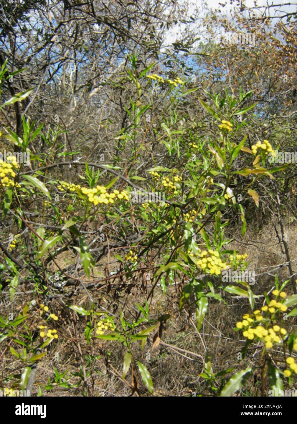 Sticky Psiadia (Psiadia punctulata) Plantae Stock Photo - Alamy