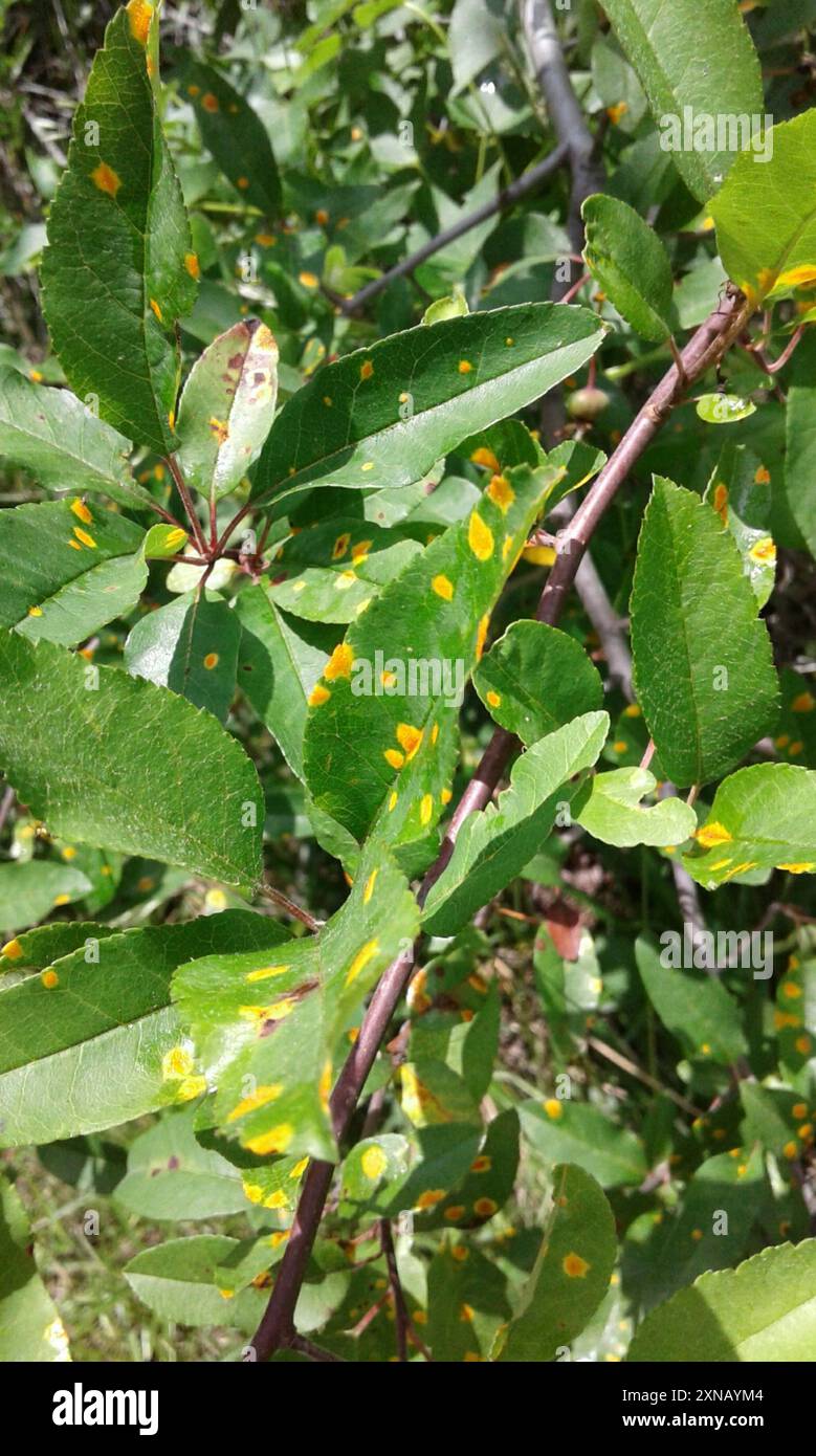 southern crabapple (Malus angustifolia) Plantae Stock Photo - Alamy