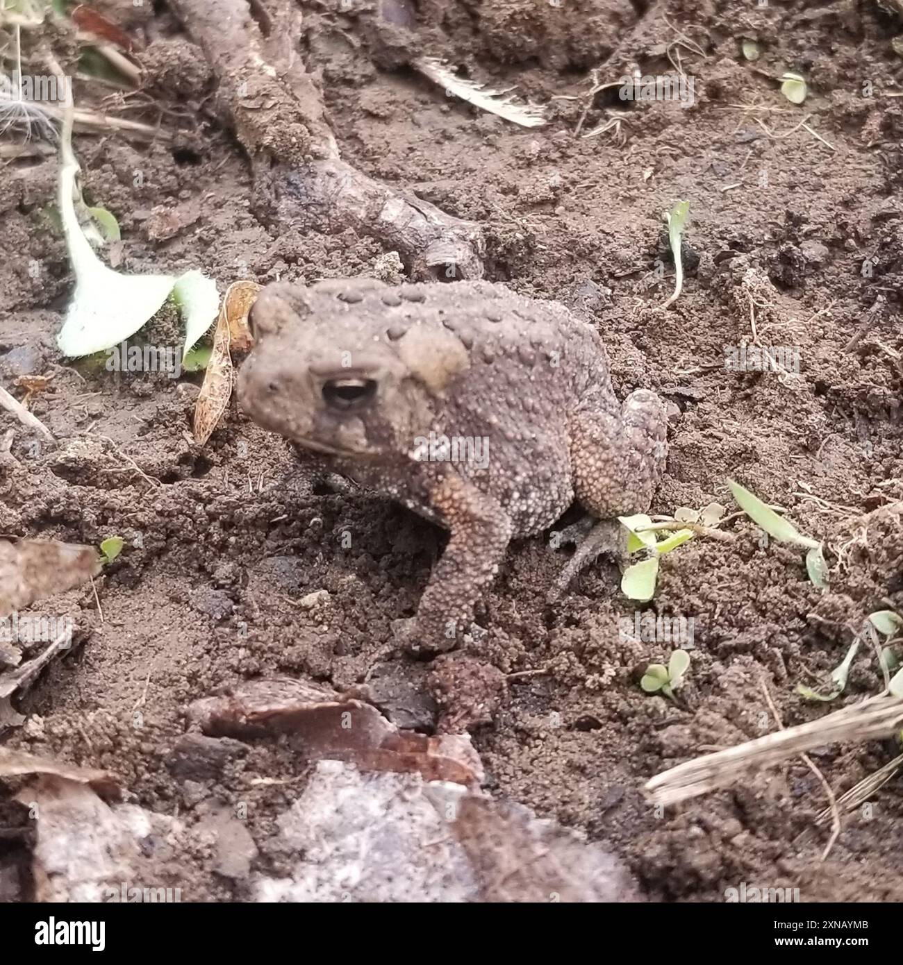 American Toad (Anaxyrus americanus) Amphibia Stock Photo - Alamy