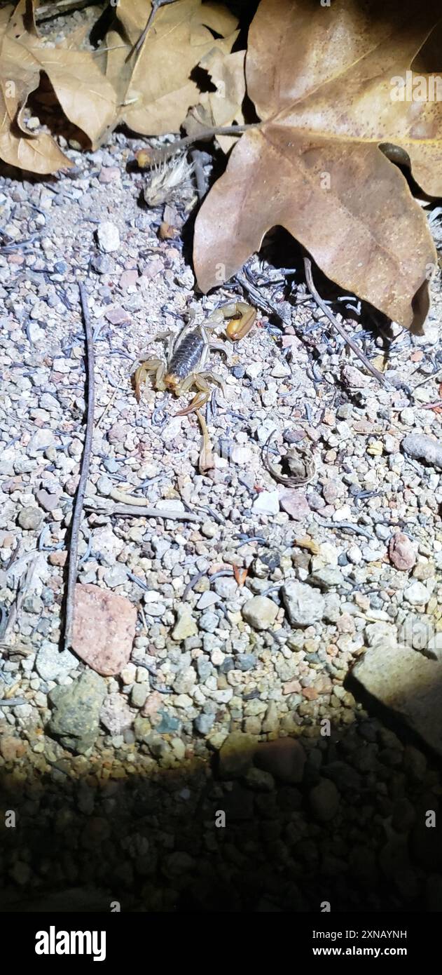 California common scorpion (Paruroctonus silvestrii) Arachnida Stock ...