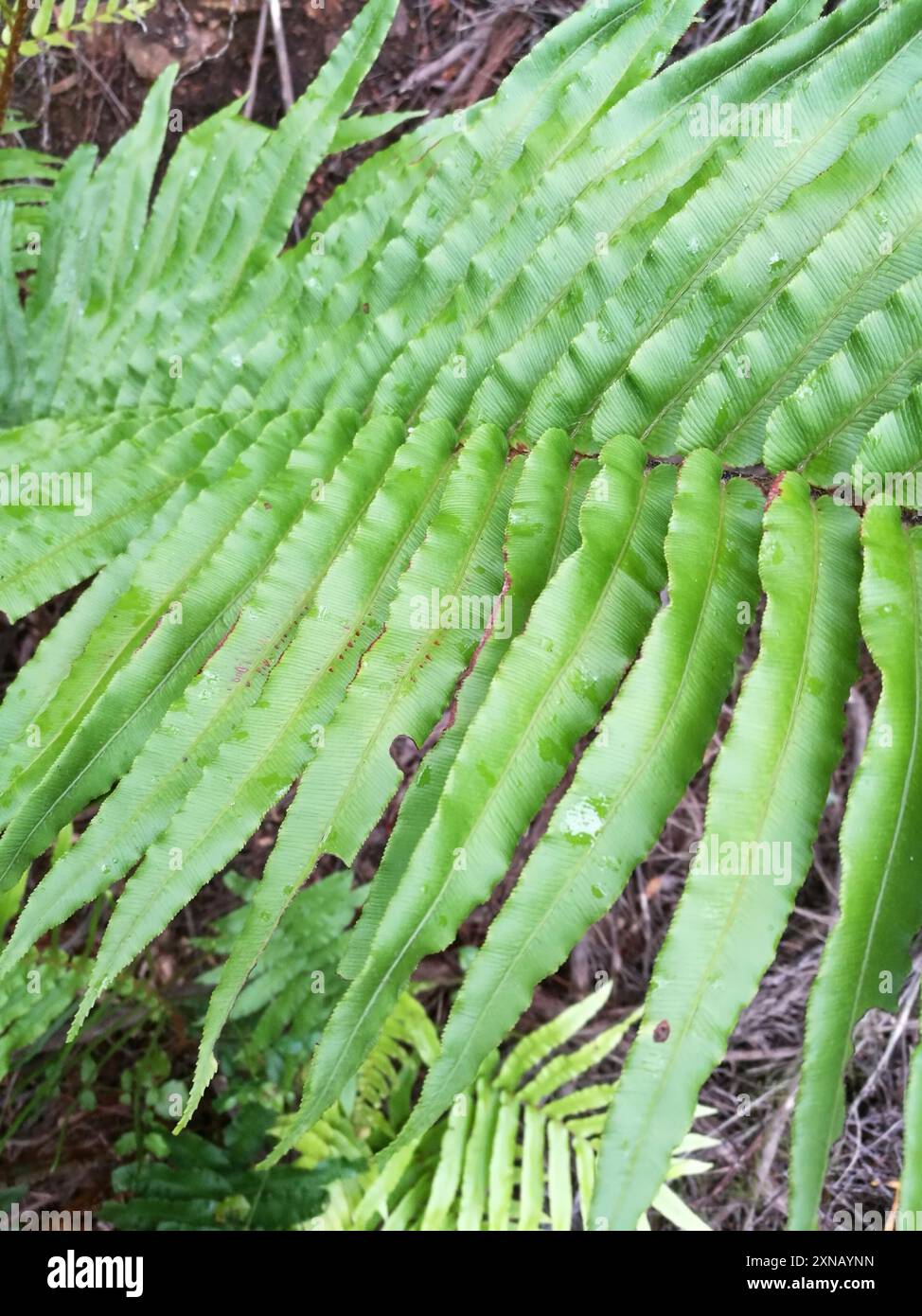 Cape Hard Fern (Blechnum capense) Plantae Stock Photo - Alamy