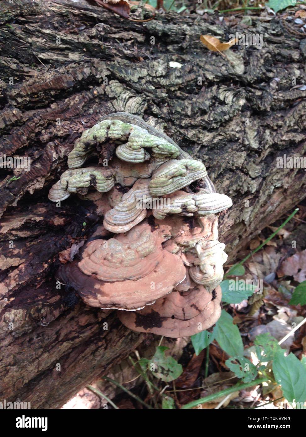 shelf fungi (Polyporales) Fungi Stock Photo - Alamy