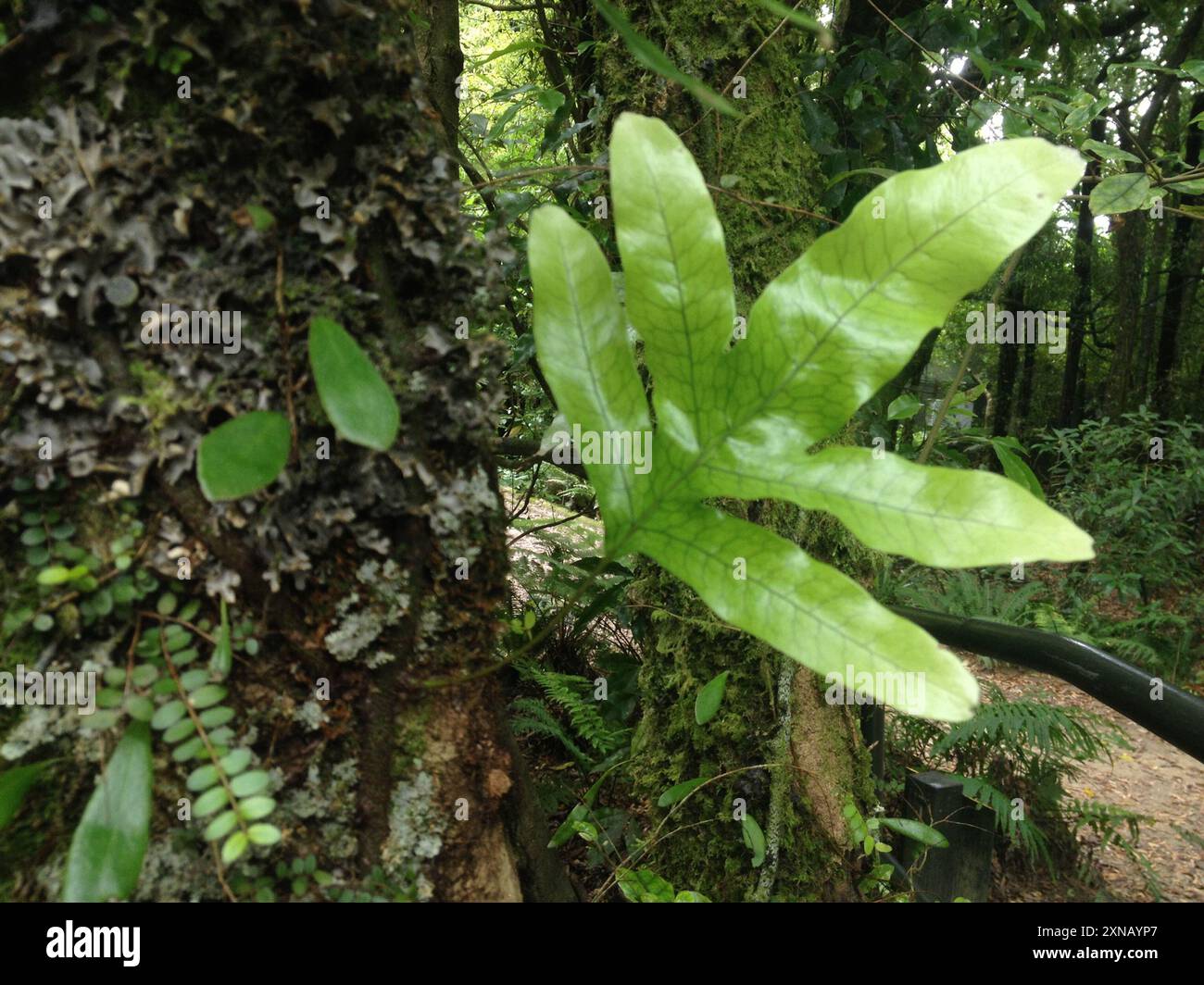 Kangaroo Fern (Microsorum pustulatum pustulatum) Plantae Stock Photo ...