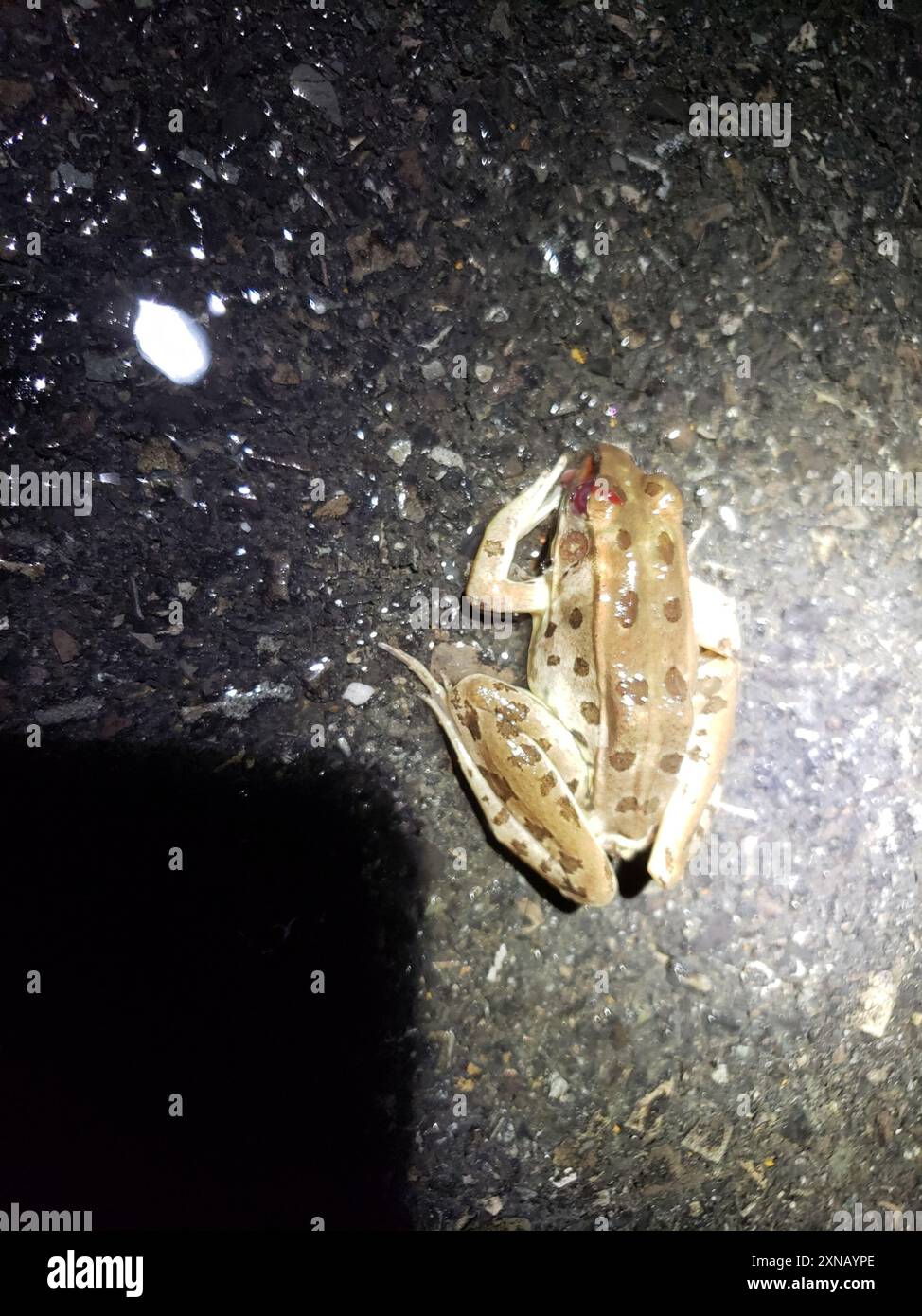 Southern Leopard Frog (Lithobates sphenocephalus) Amphibia Stock Photo ...