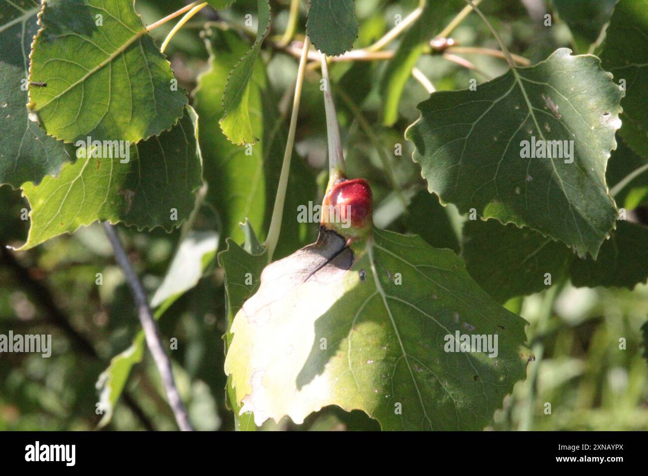 Poplar Leaf-base Gall (Pemphigus populicaulis) Insecta Stock Photo - Alamy