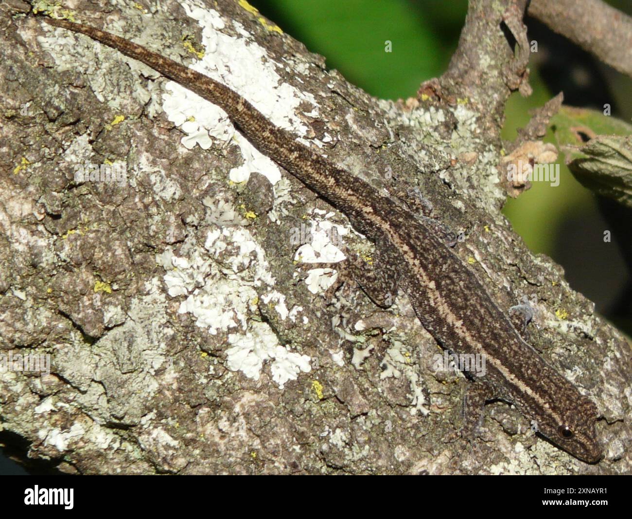 Common Dwarf Gecko (Lygodactylus capensis) Reptilia Stock Photo - Alamy