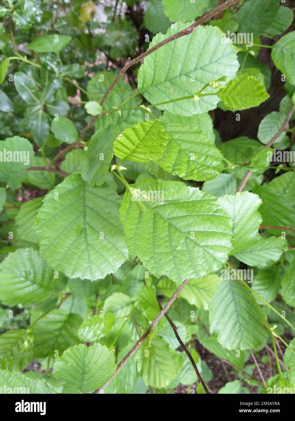 common alder (Alnus glutinosa) Plantae Stock Photo - Alamy