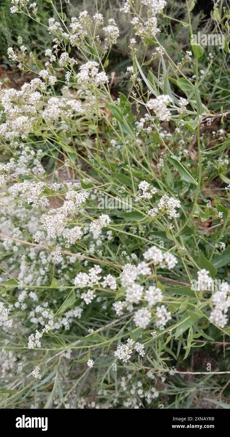 broadleaved pepperweed (Lepidium latifolium) Plantae Stock Photo - Alamy