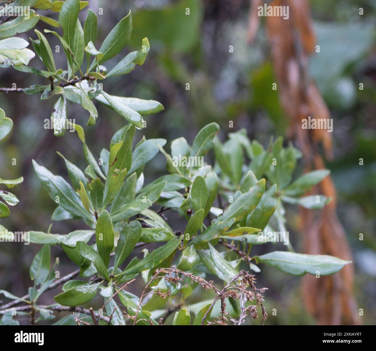 wax myrtle (Morella cerifera) Plantae Stock Photo - Alamy