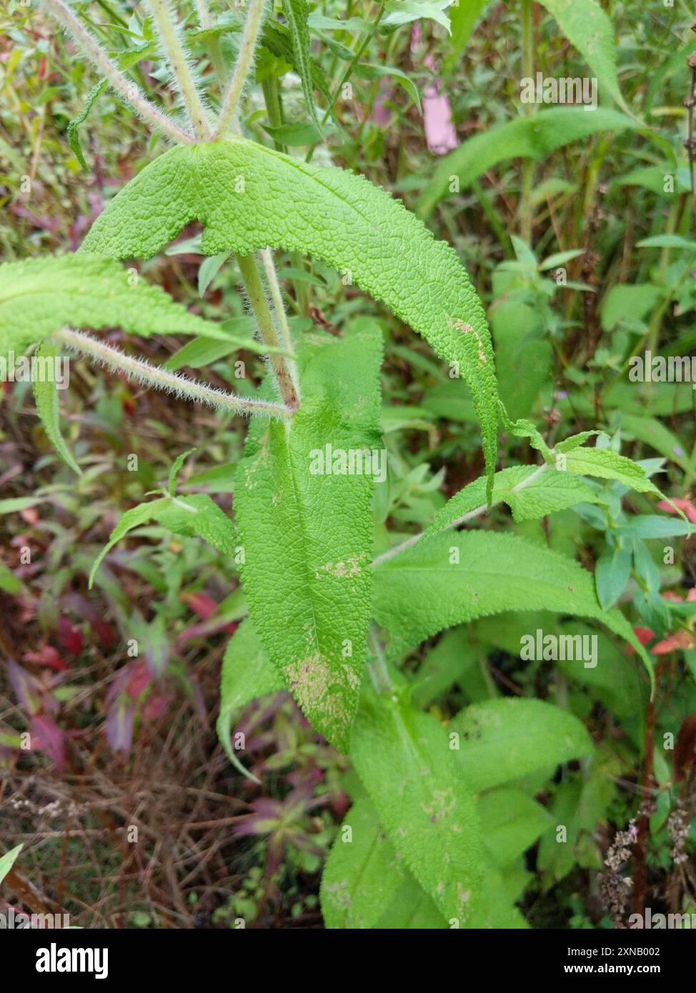 common boneset (Eupatorium perfoliatum) Plantae Stock Photo - Alamy