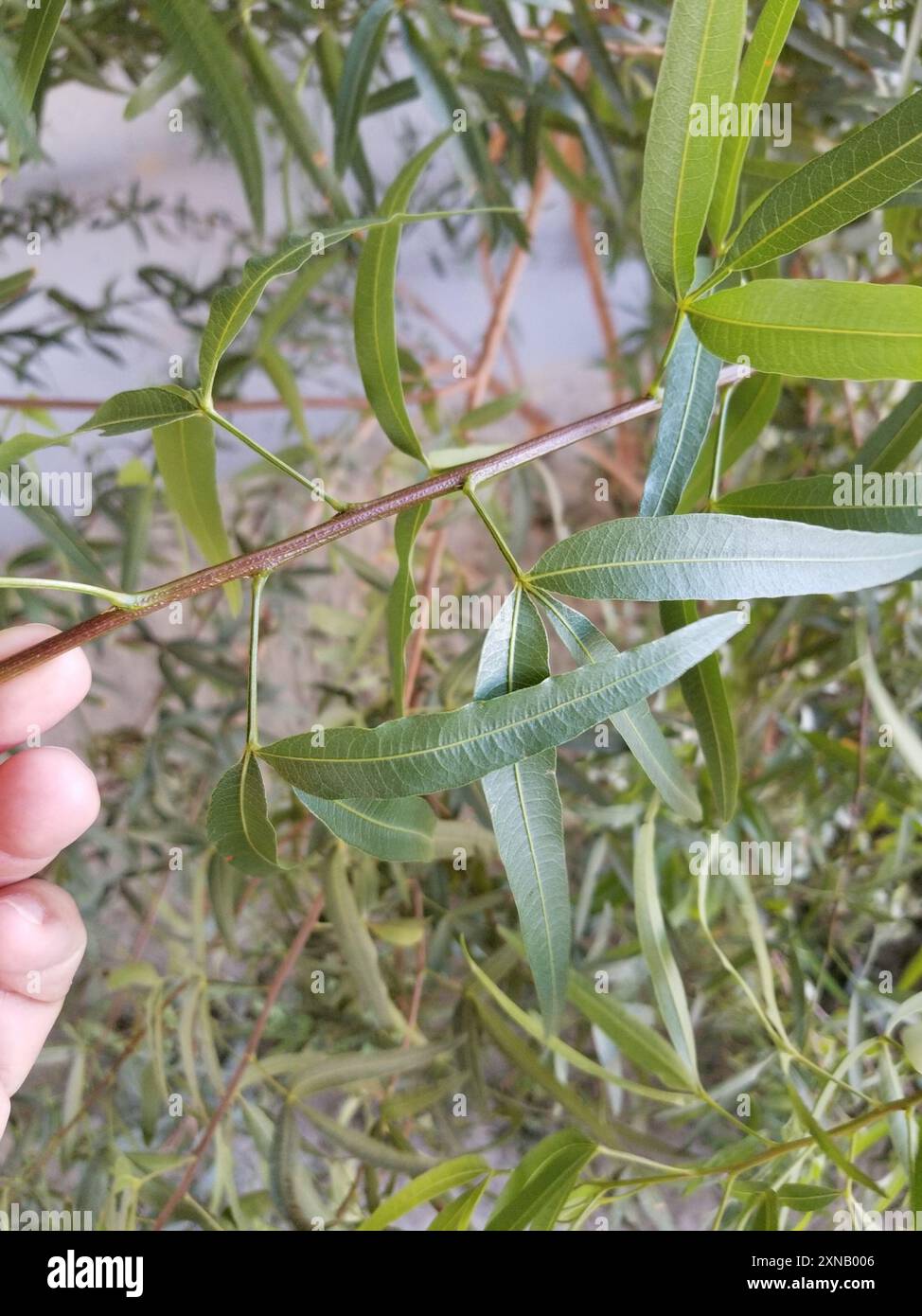 Searsia lancea hi-res stock photography and images - Alamy