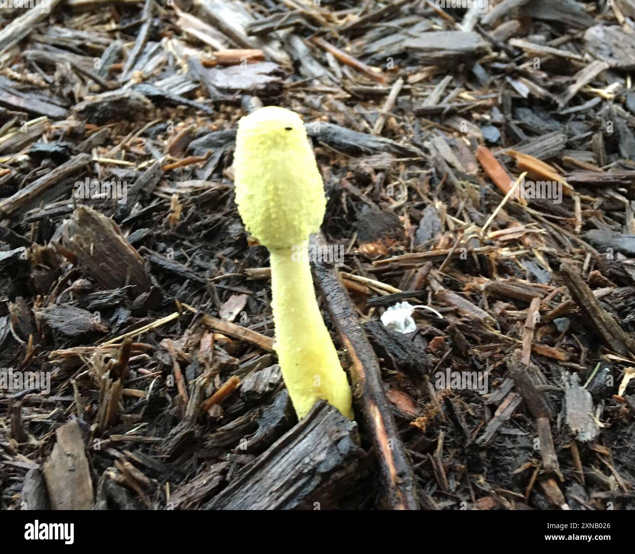 flowerpot parasol (Leucocoprinus birnbaumii) Fungi Stock Photo - Alamy
