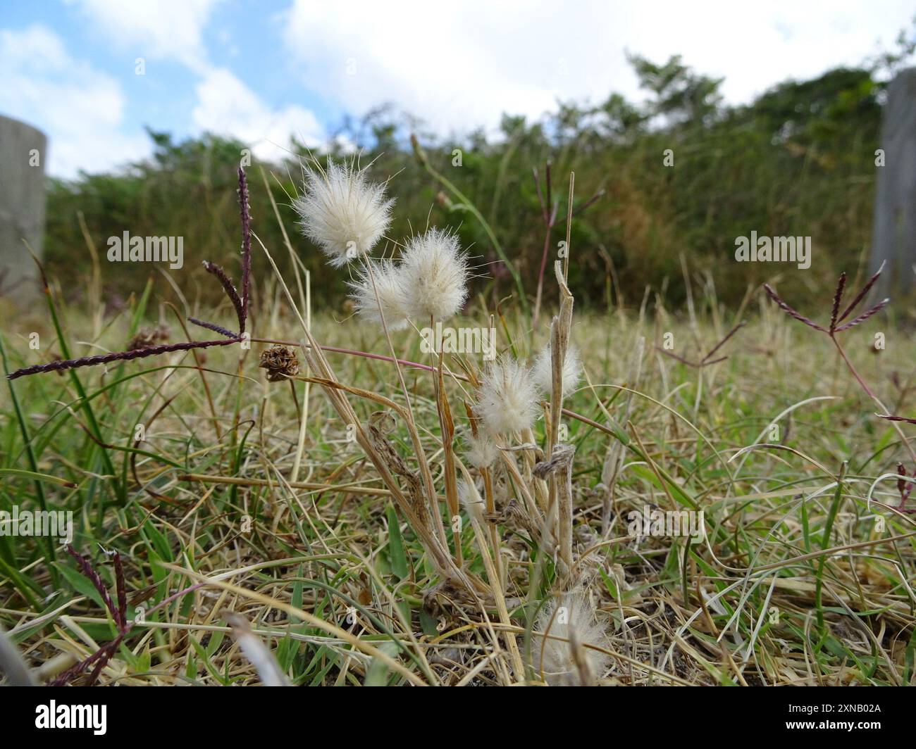 Hare's Tail Grass (Lagurus ovatus) Plantae Stock Photo - Alamy