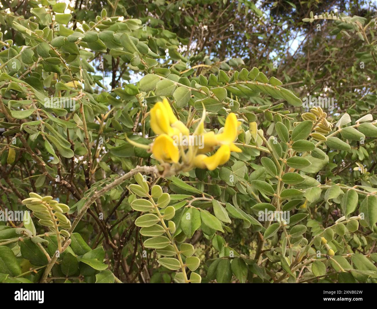 Necklace pod (Sophora tomentosa) Plantae Stock Photo - Alamy