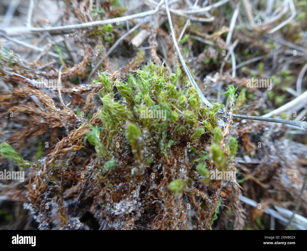 Sand-hill Screw-moss (Syntrichia ruraliformis) Plantae Stock Photo - Alamy