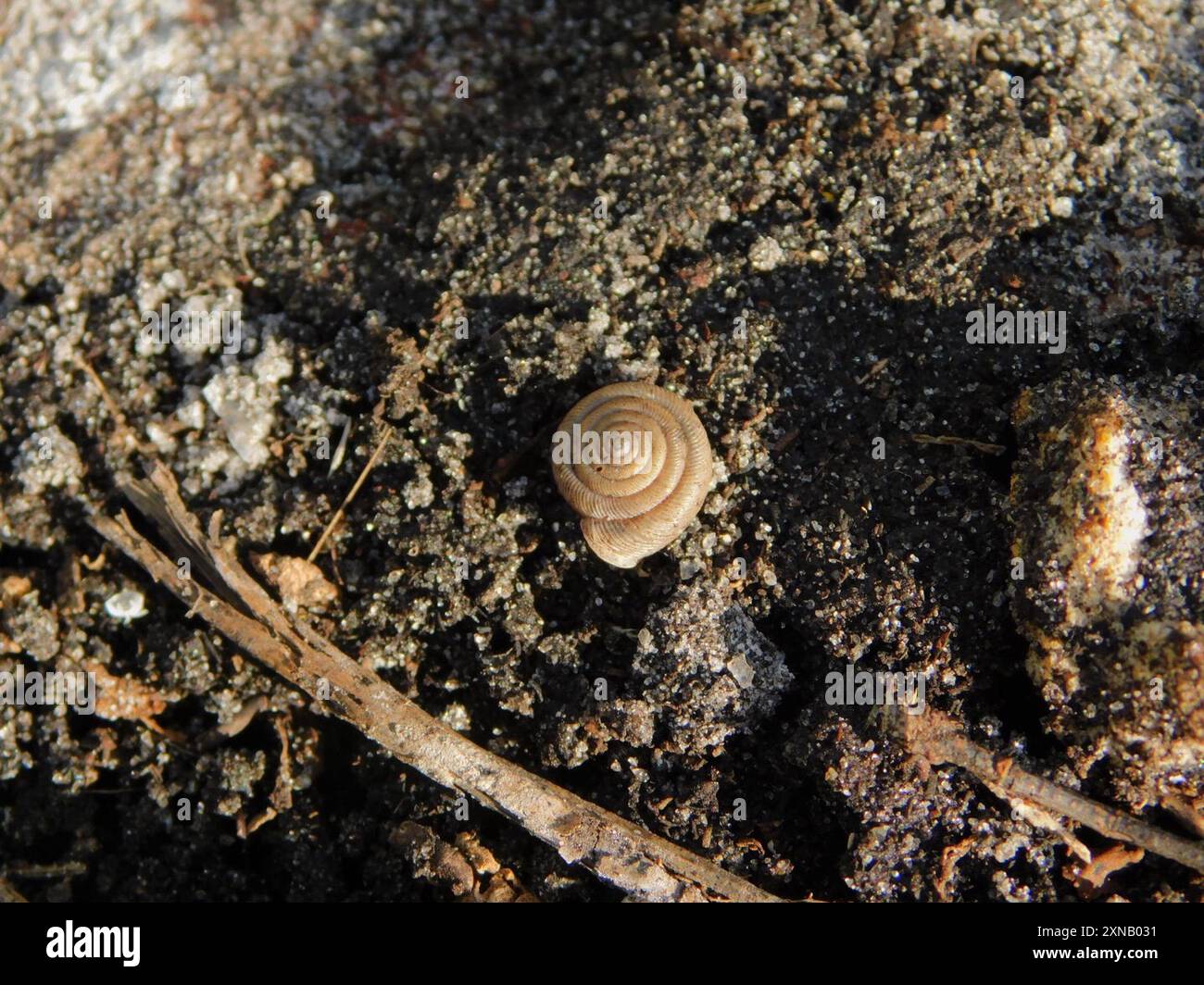 Southern Flatcoil (Polygyra cereolus) Mollusca Stock Photo - Alamy