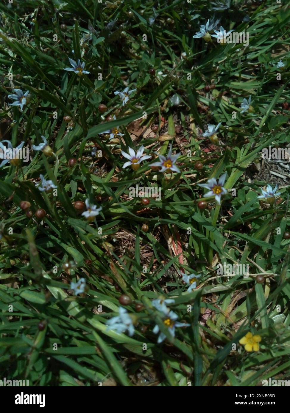 Blue Pigroot (Sisyrinchium micranthum) Plantae Stock Photo - Alamy