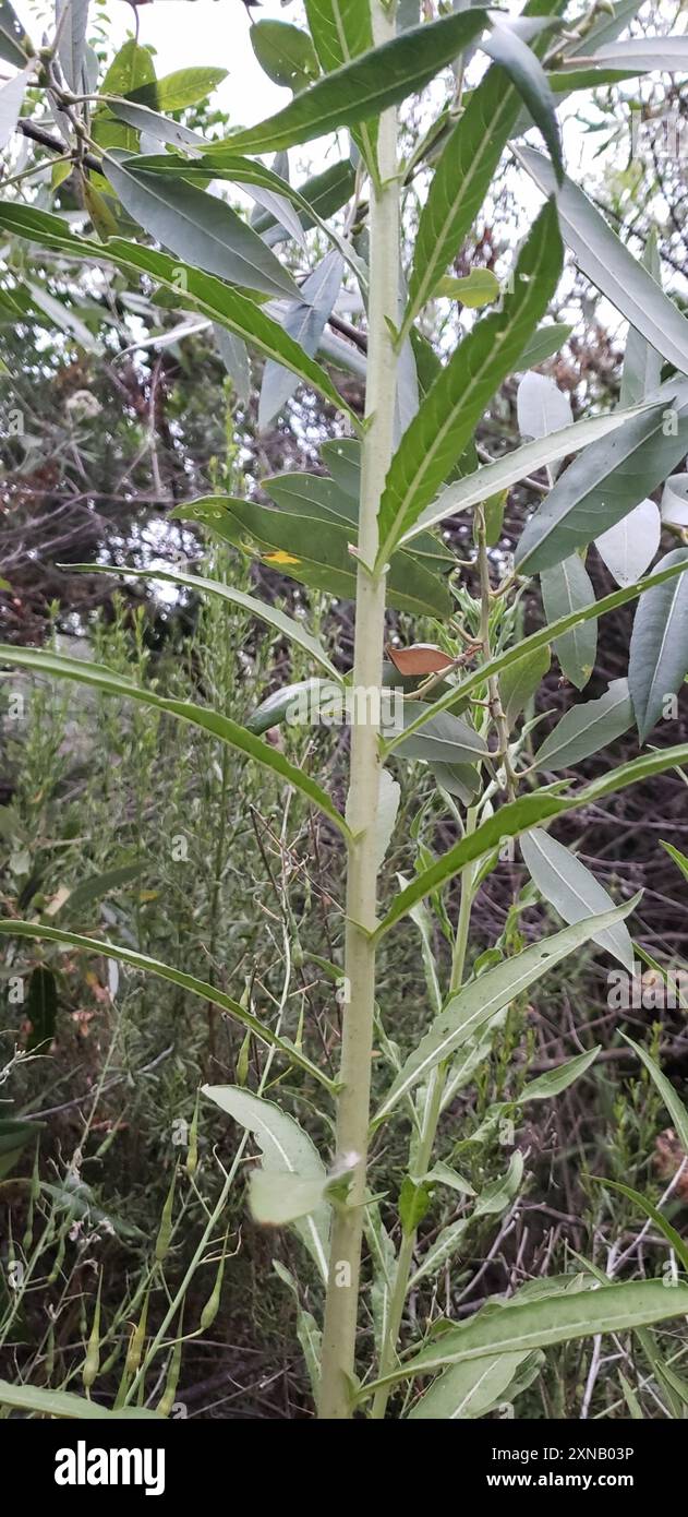 tall evening primrose (Oenothera elata) Plantae Stock Photo - Alamy