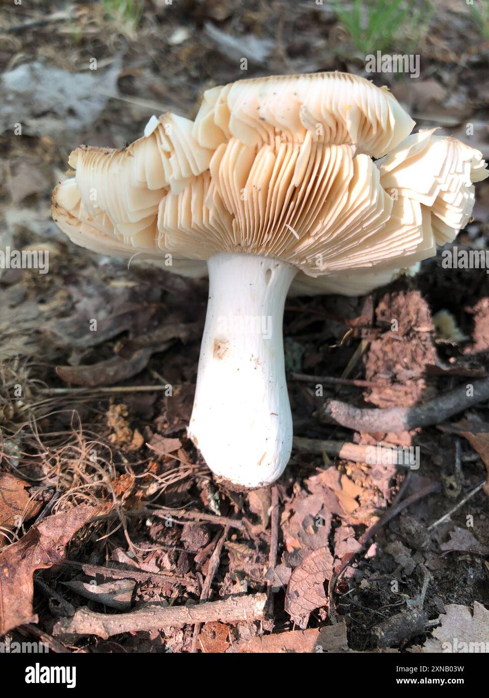 Fishbiscuit Russula (Russula compacta) Fungi Stock Photo - Alamy