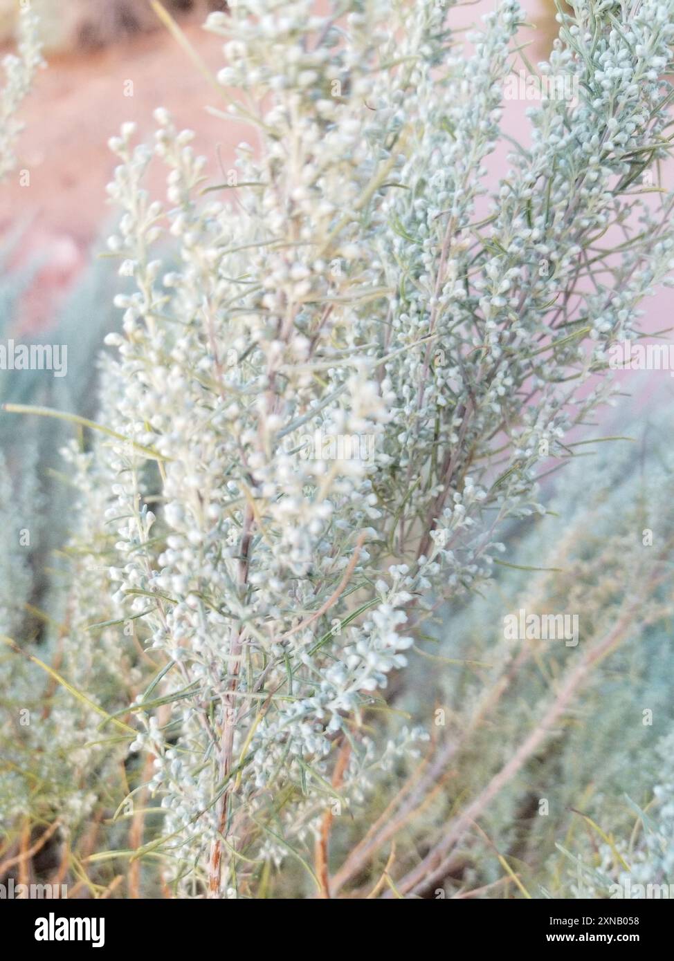 Artemisia filifolia hi-res stock photography and images - Alamy
