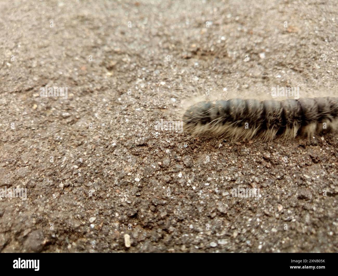 Walnut Caterpillar Moth (Datana integerrima) Insecta Stock Photo - Alamy