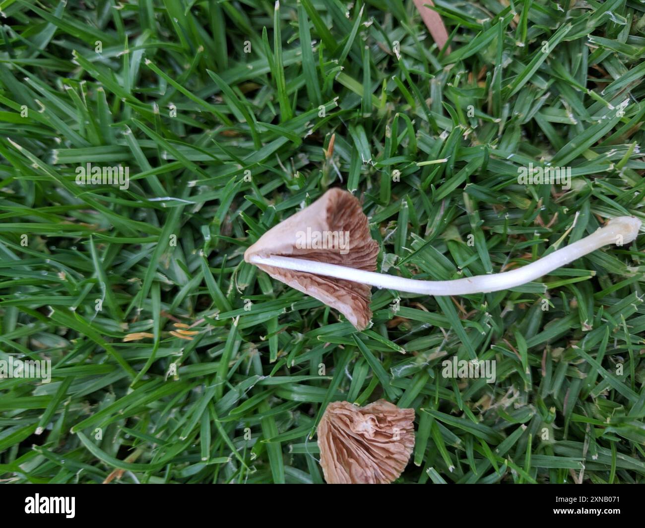 white dunce cap (Conocybe apala albipes) Fungi Stock Photo - Alamy