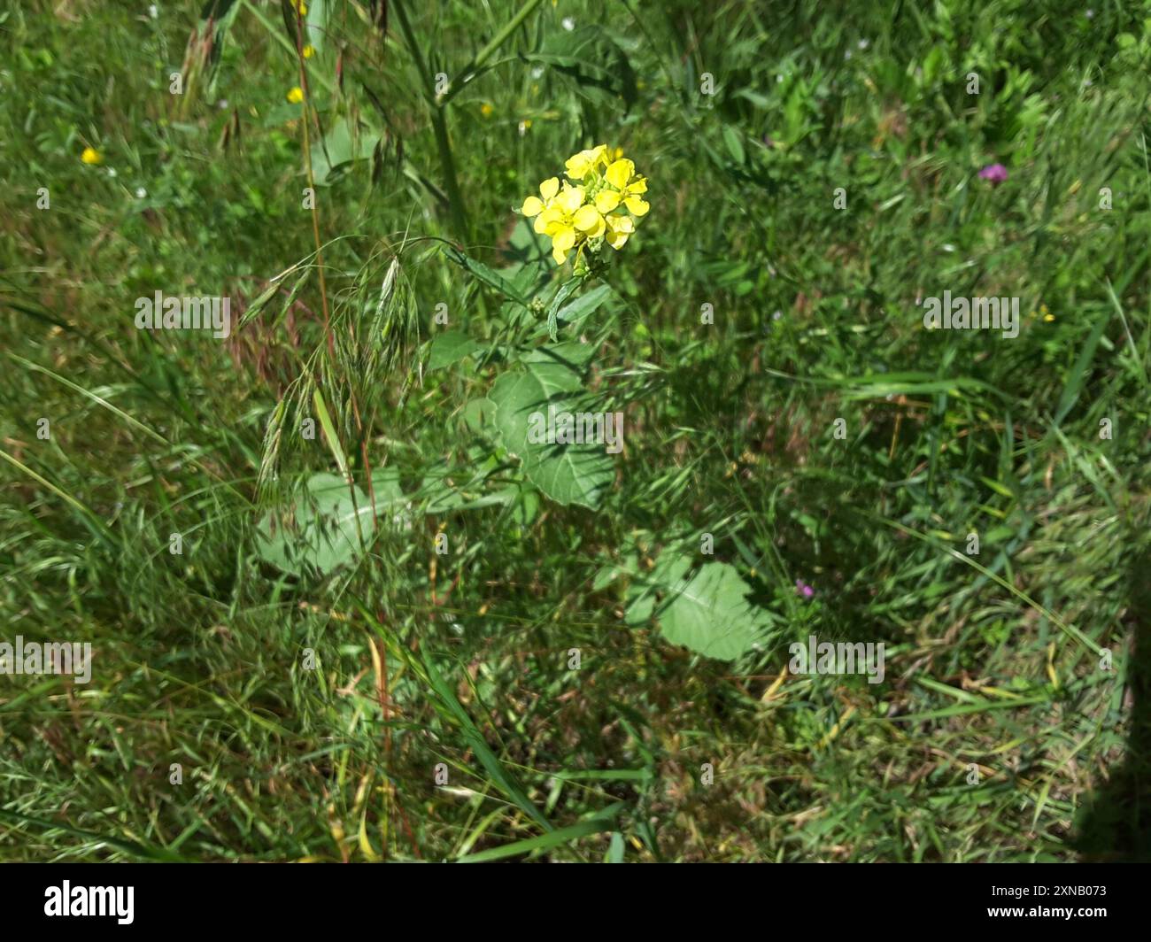 annual bastard cabbage (Rapistrum rugosum) Plantae Stock Photo - Alamy