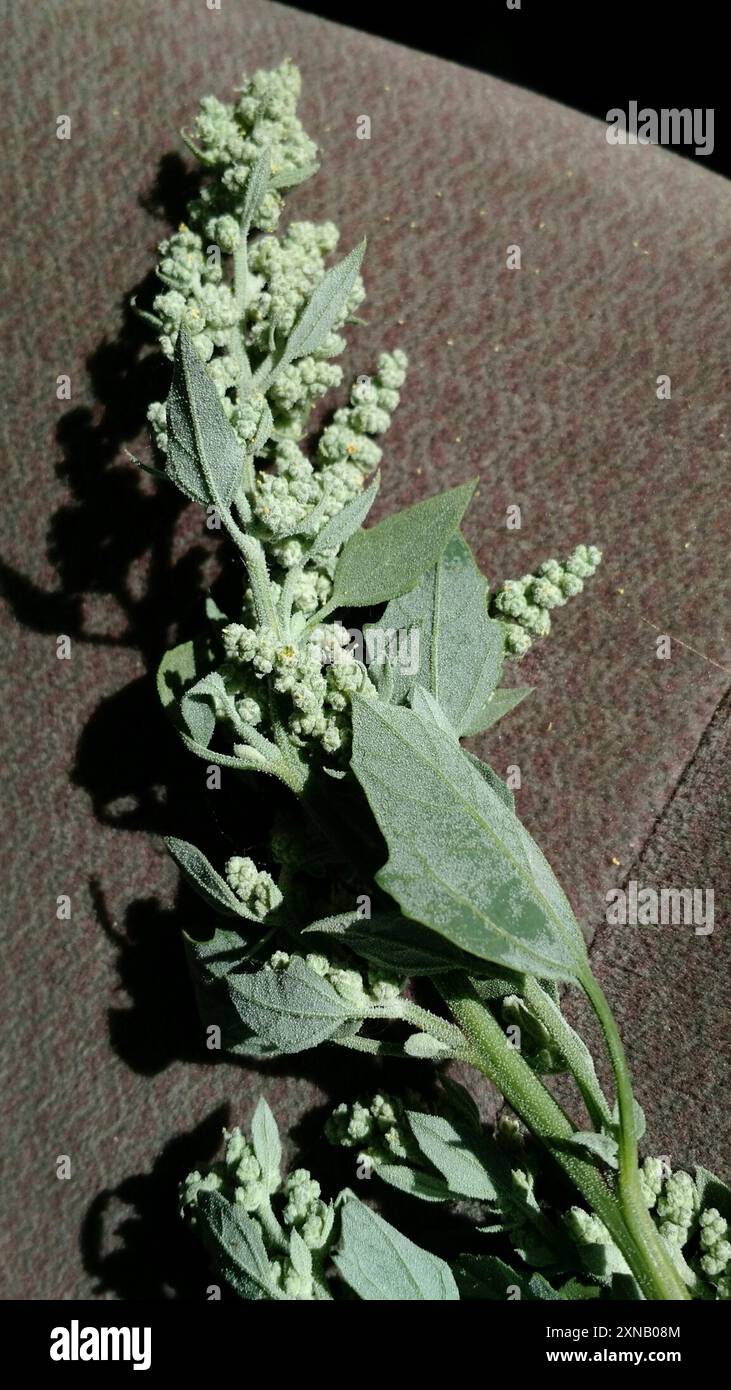 Goosefoots (Chenopodium) Plantae Stock Photo - Alamy