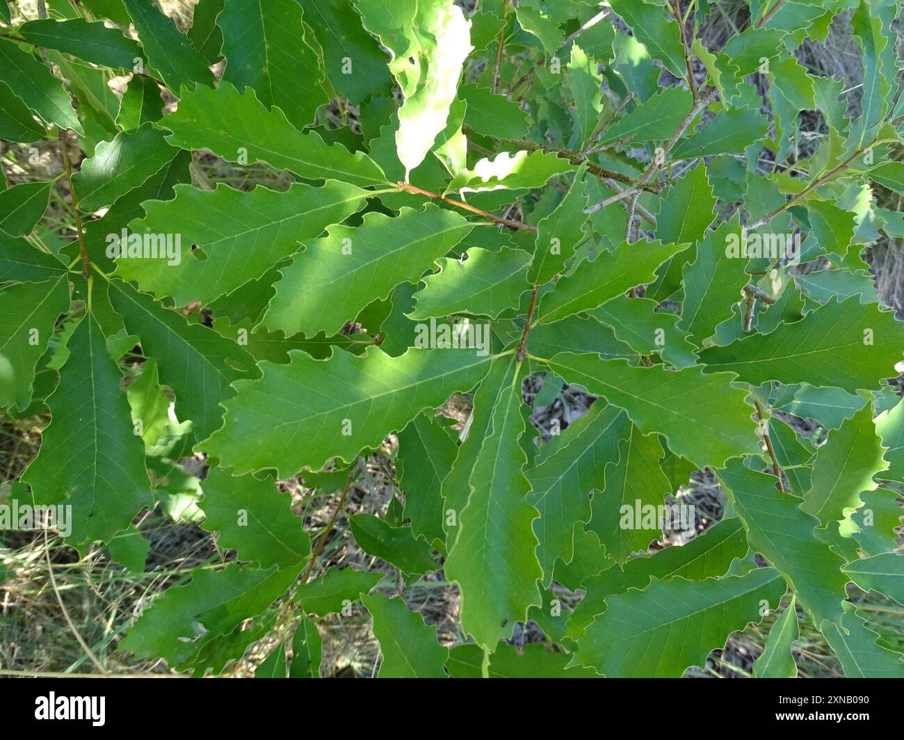 dwarf chinkapin oak (Quercus prinoides) Plantae Stock Photo - Alamy