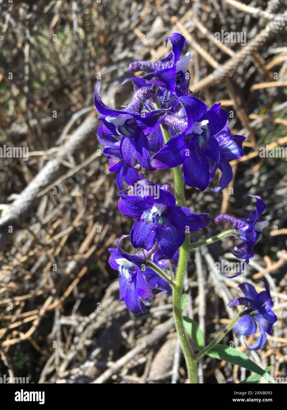 Subalpine Larkspur (Delphinium barbeyi) Plantae Stock Photo - Alamy