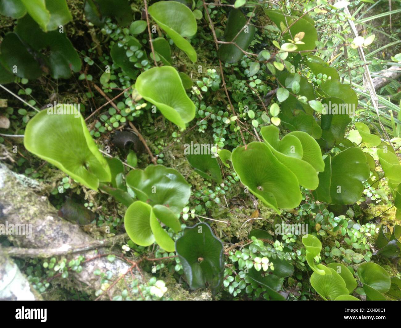 Kidney fern hi-res stock photography and images - Alamy