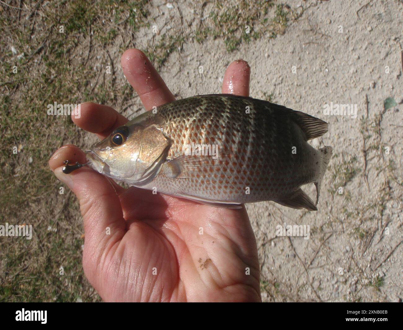 Gray Snapper (Lutjanus griseus) Actinopterygii Stock Photo - Alamy