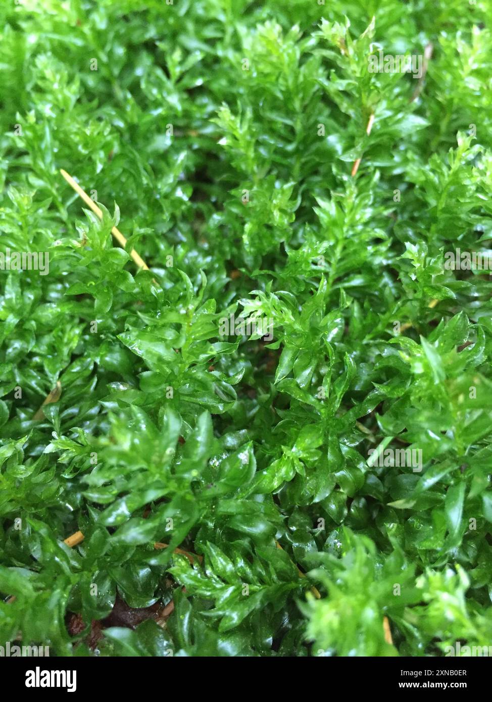 Badge Moss (Plagiomnium insigne) Plantae Stock Photo - Alamy