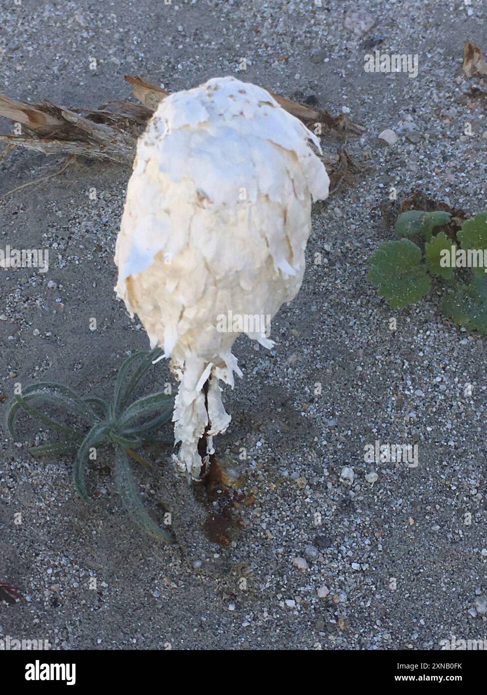Desert Shaggymane (Podaxis pistillaris) Fungi Stock Photo - Alamy