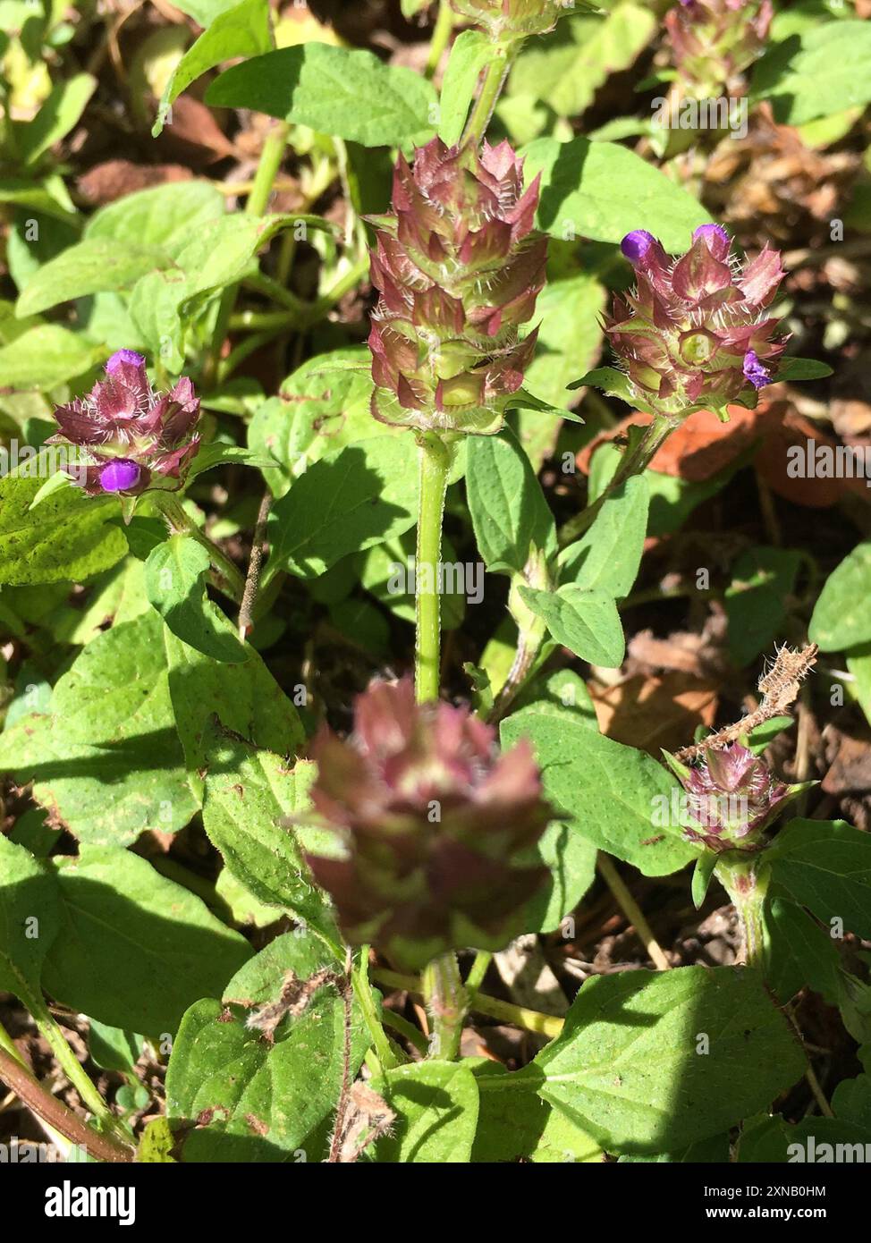 common selfheal (Prunella vulgaris) Plantae Stock Photo - Alamy