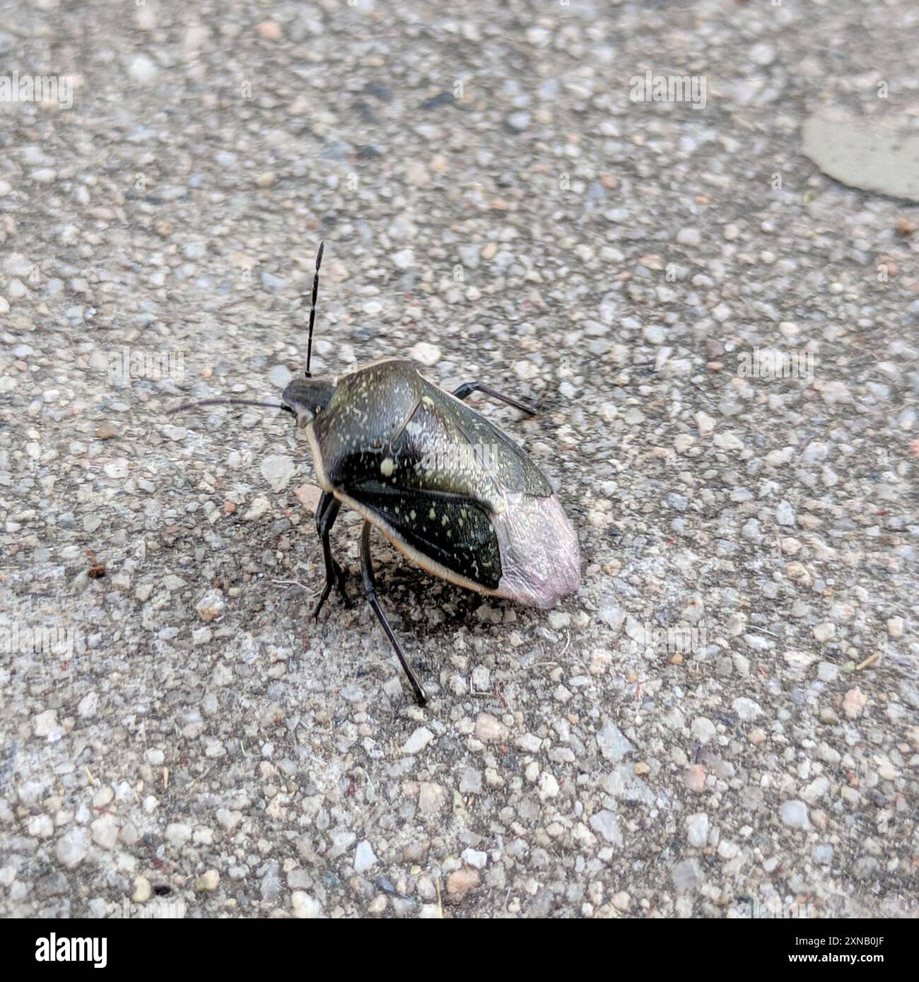 Say's Stink Bug (Chlorochroa sayi) Insecta Stock Photo - Alamy