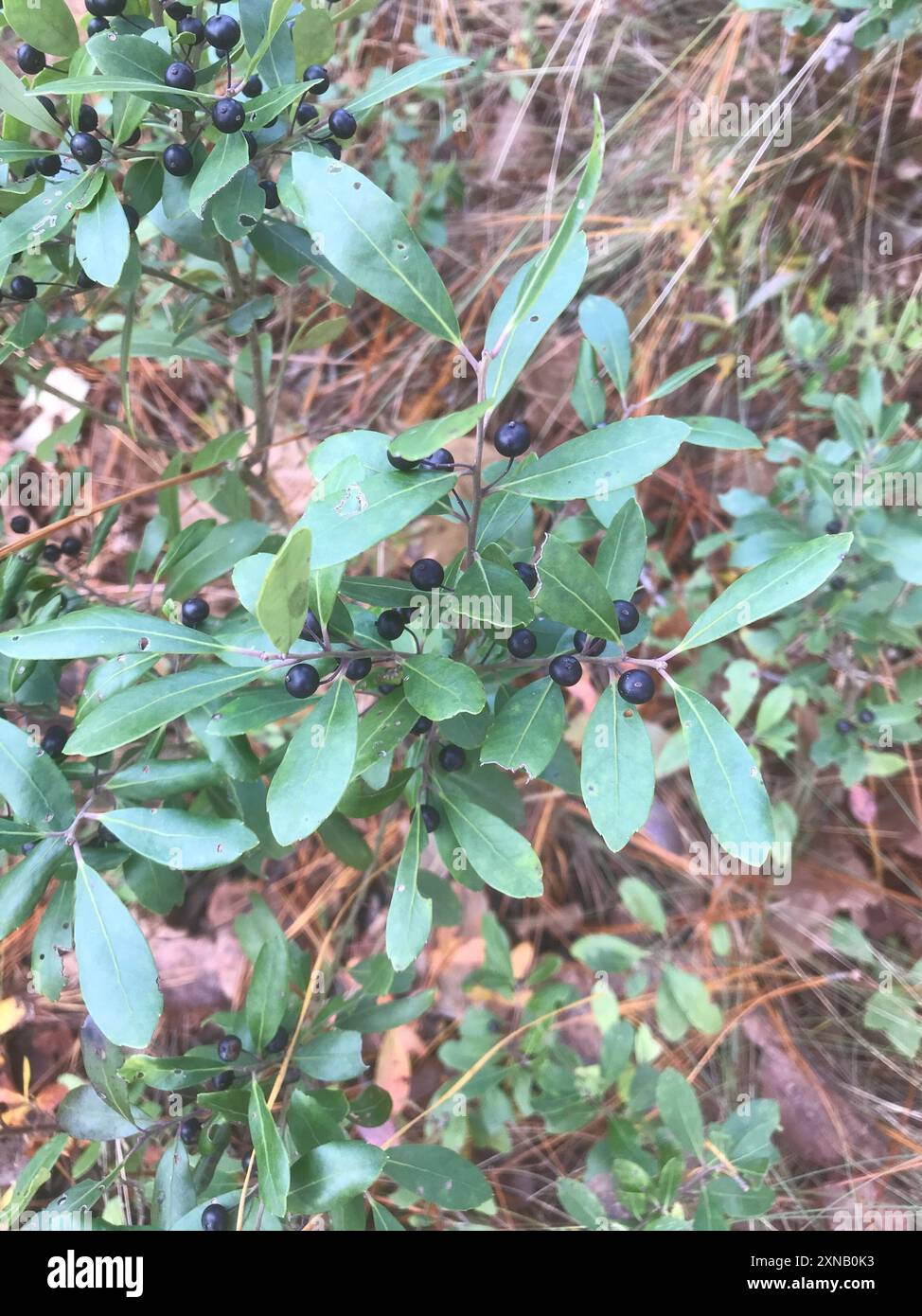 gallberry (Ilex glabra) Plantae Stock Photo - Alamy