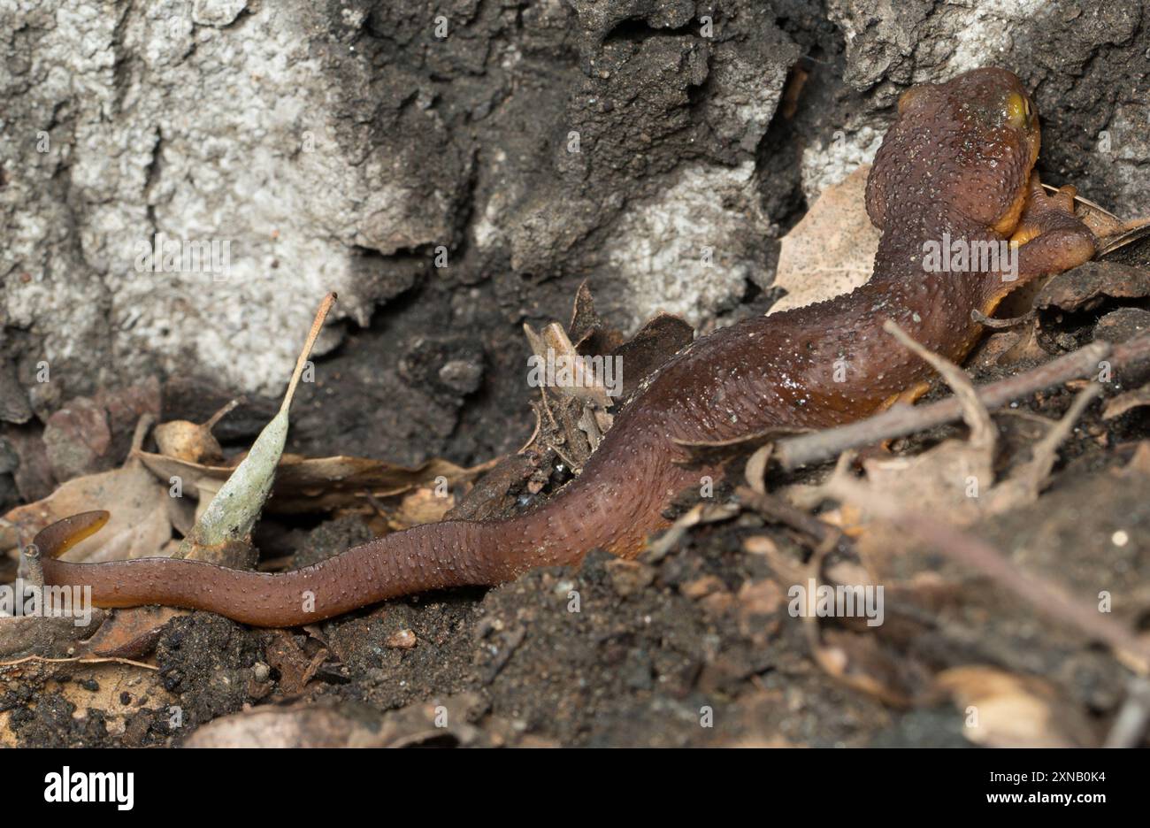 California Newt (Taricha torosa) Amphibia Stock Photo - Alamy