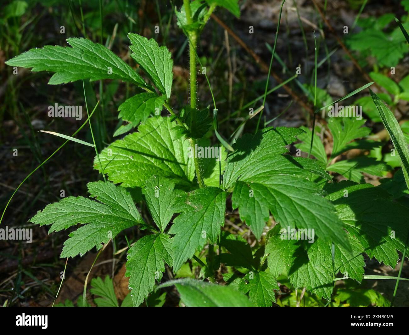Yellow Avens (Geum aleppicum) Plantae Stock Photo - Alamy