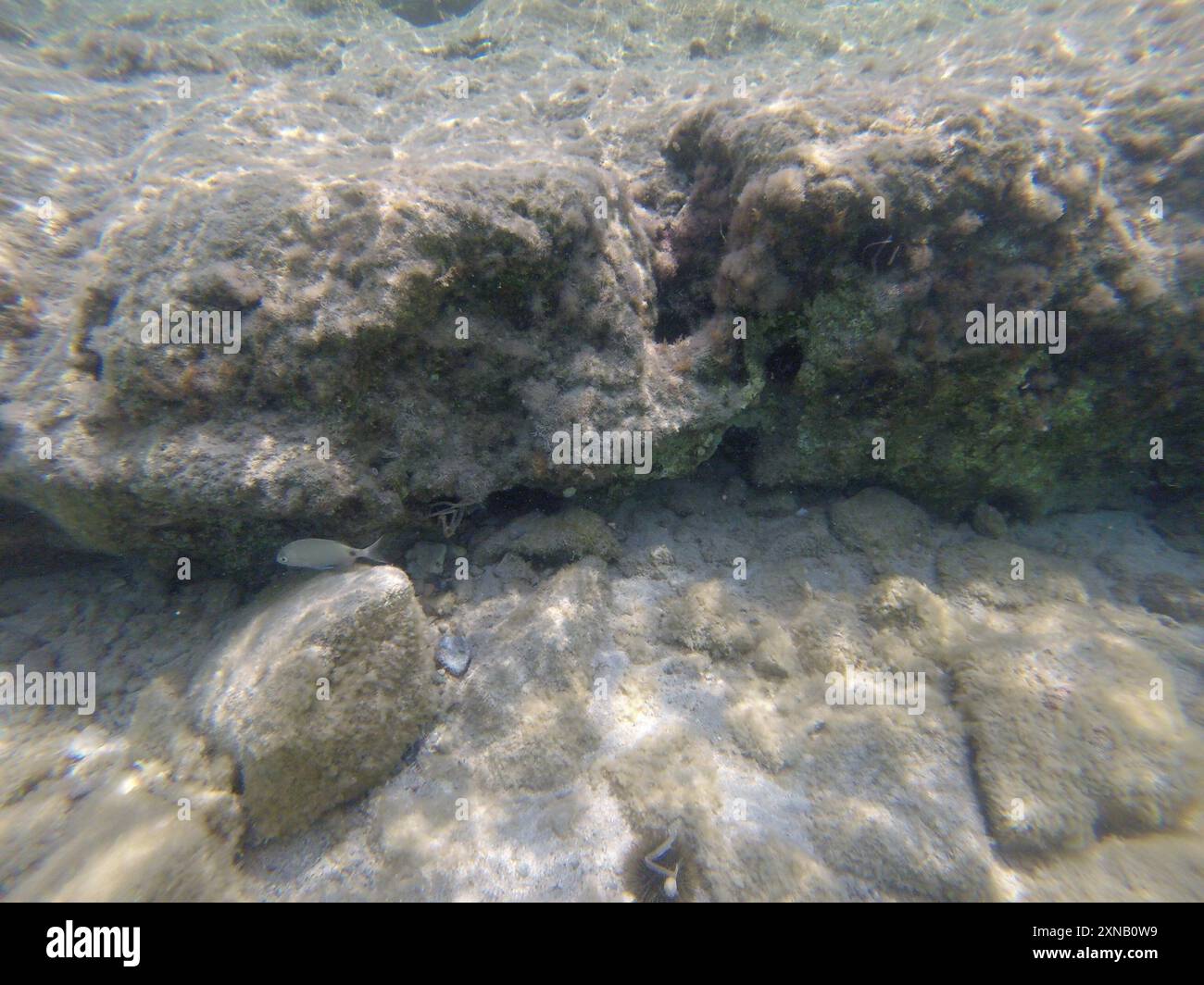Sargo (Diplodus sargus) Actinopterygii Stock Photo - Alamy