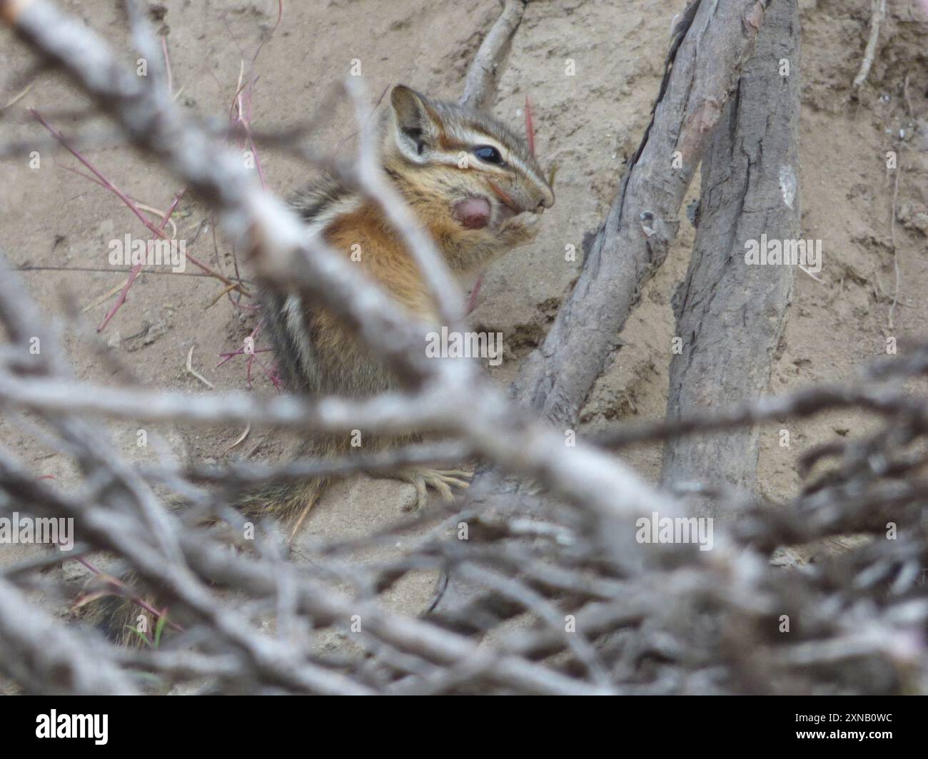 Western Chipmunks (Neotamias) Mammalia Stock Photo - Alamy