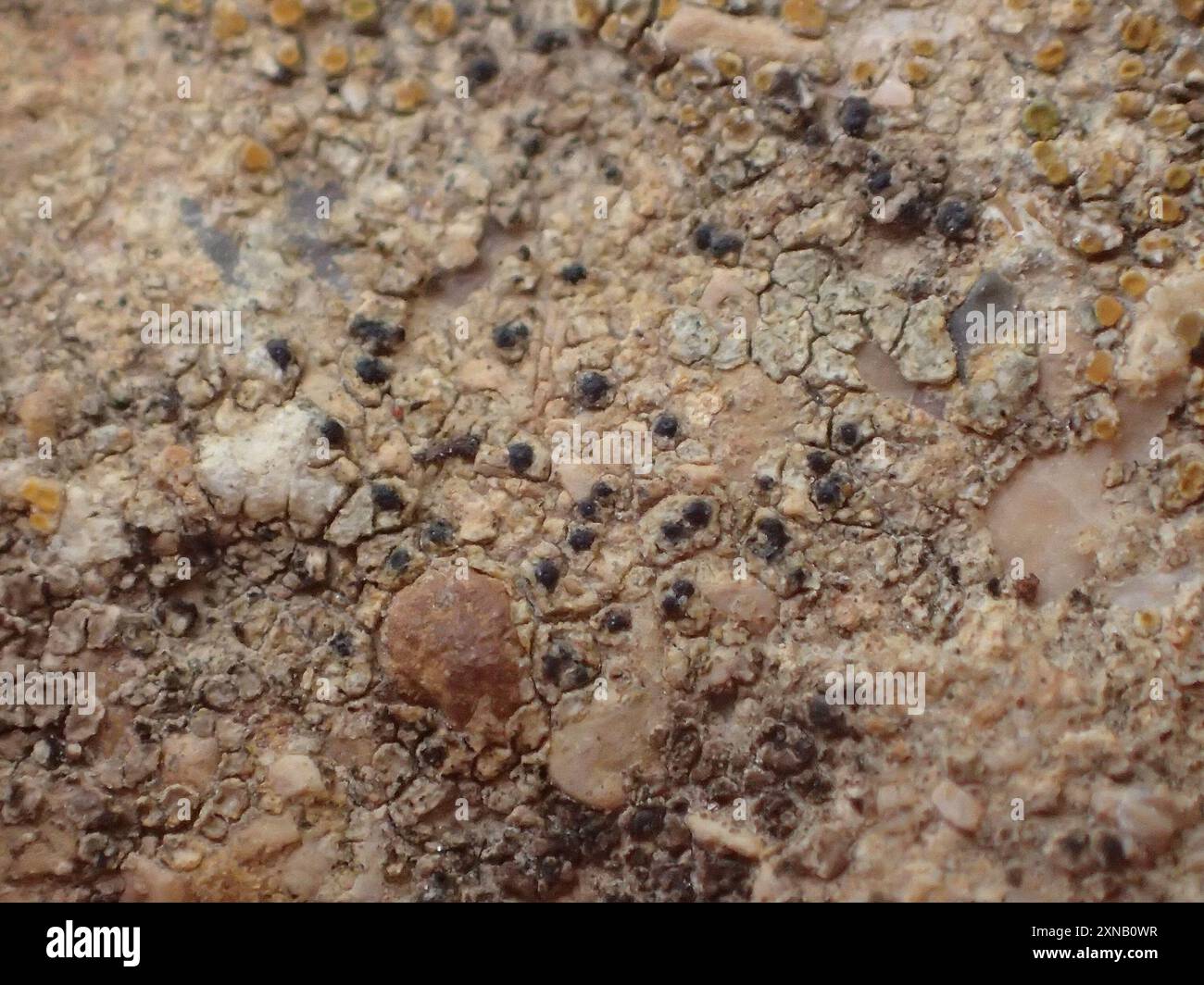 common lichens (Lecanoromycetes) Fungi Stock Photo - Alamy