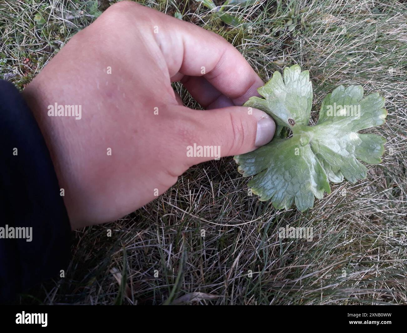 Korikori (Ranunculus insignis) Plantae Stock Photo - Alamy