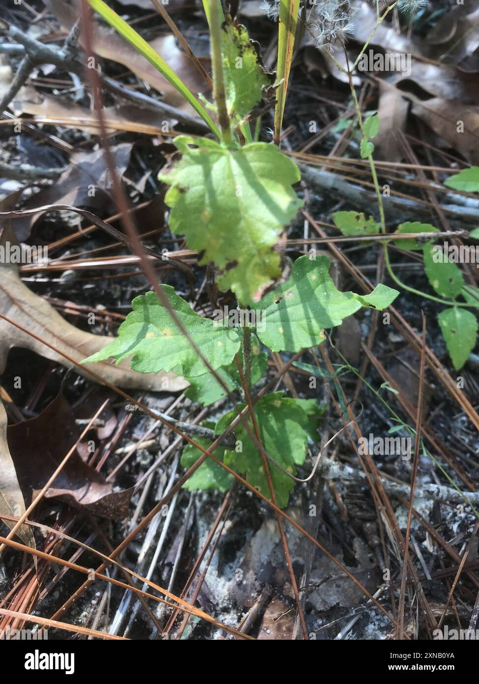 smaller white snakeroot (Ageratina aromatica) Plantae Stock Photo - Alamy