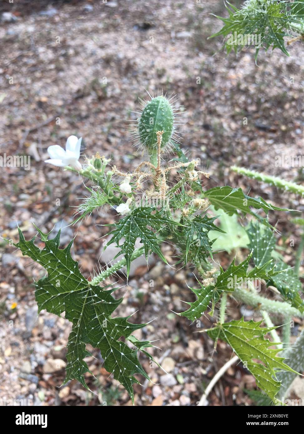 Spotted Bullnettle (Cnidoscolus maculatus) Plantae Stock Photo - Alamy