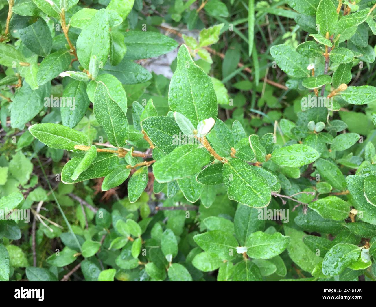 Canadian buffalo-berry (Shepherdia canadensis) Plantae Stock Photo - Alamy