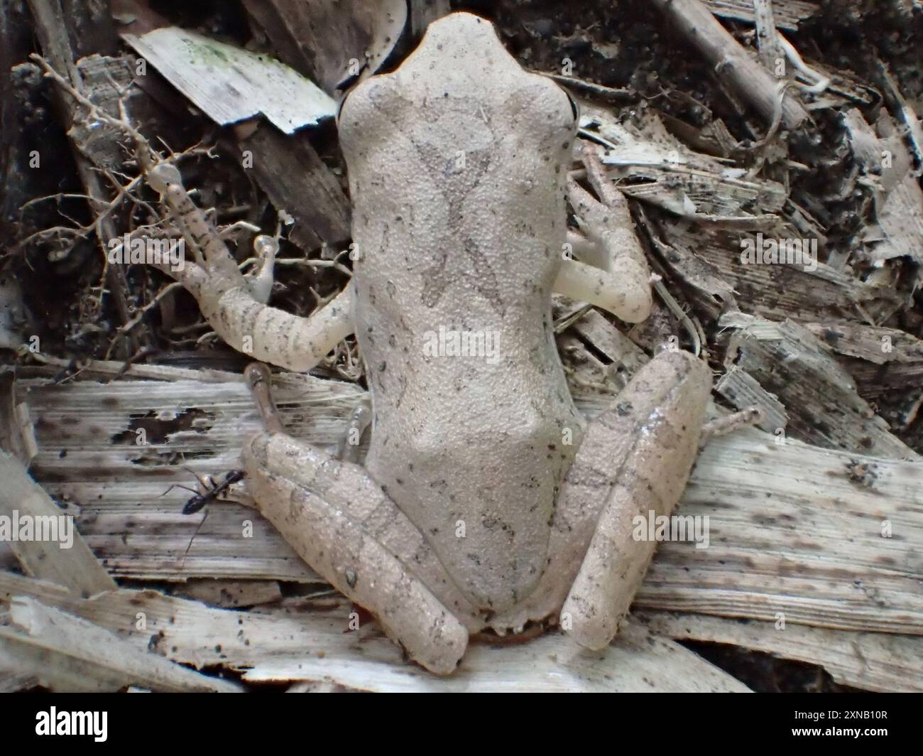 Spot-legged Tree Frog (Polypedates megacephalus) Amphibia Stock Photo ...