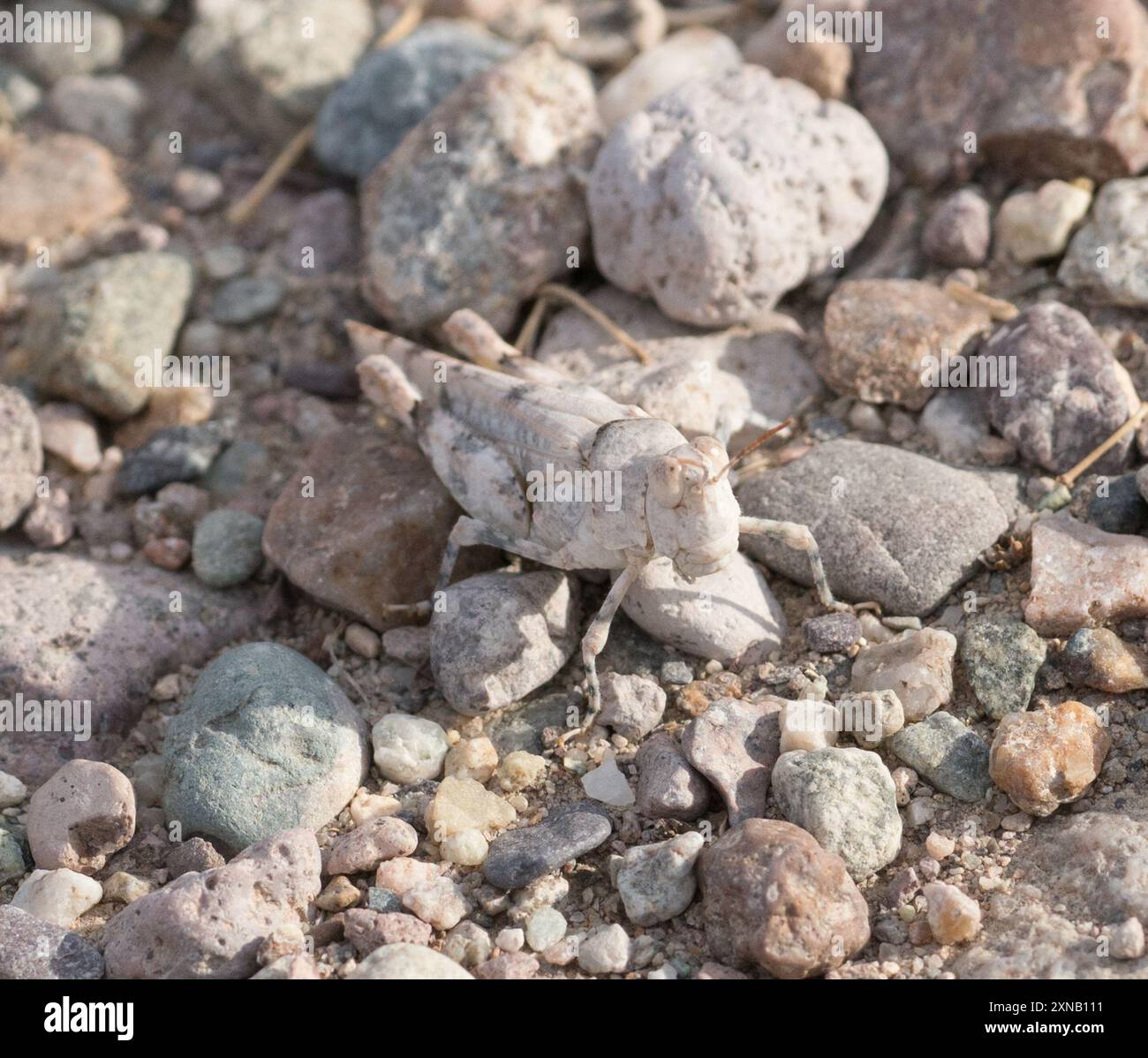 Cream Grasshopper (Cibolacris parviceps) Insecta Stock Photo - Alamy